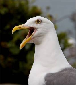 Don’t become a “seagull” manager | Blanchard LeaderChat